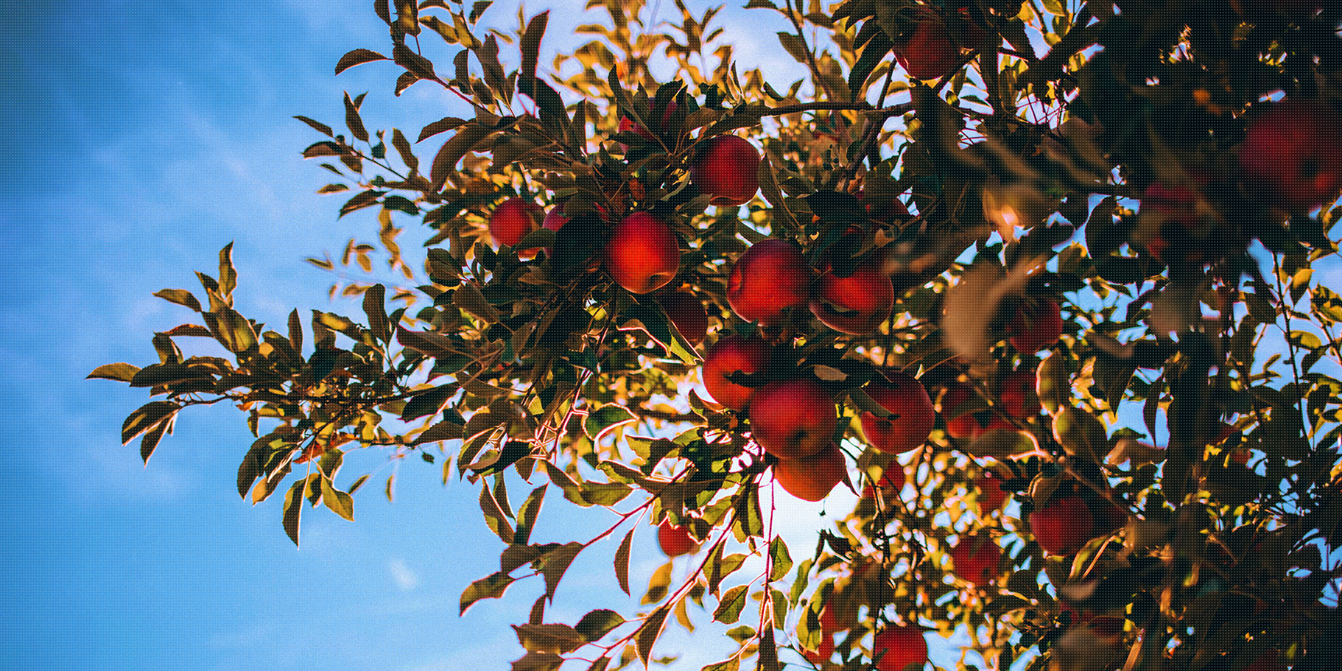 Applebaum Fellows | Applebaum Family Philanthropy